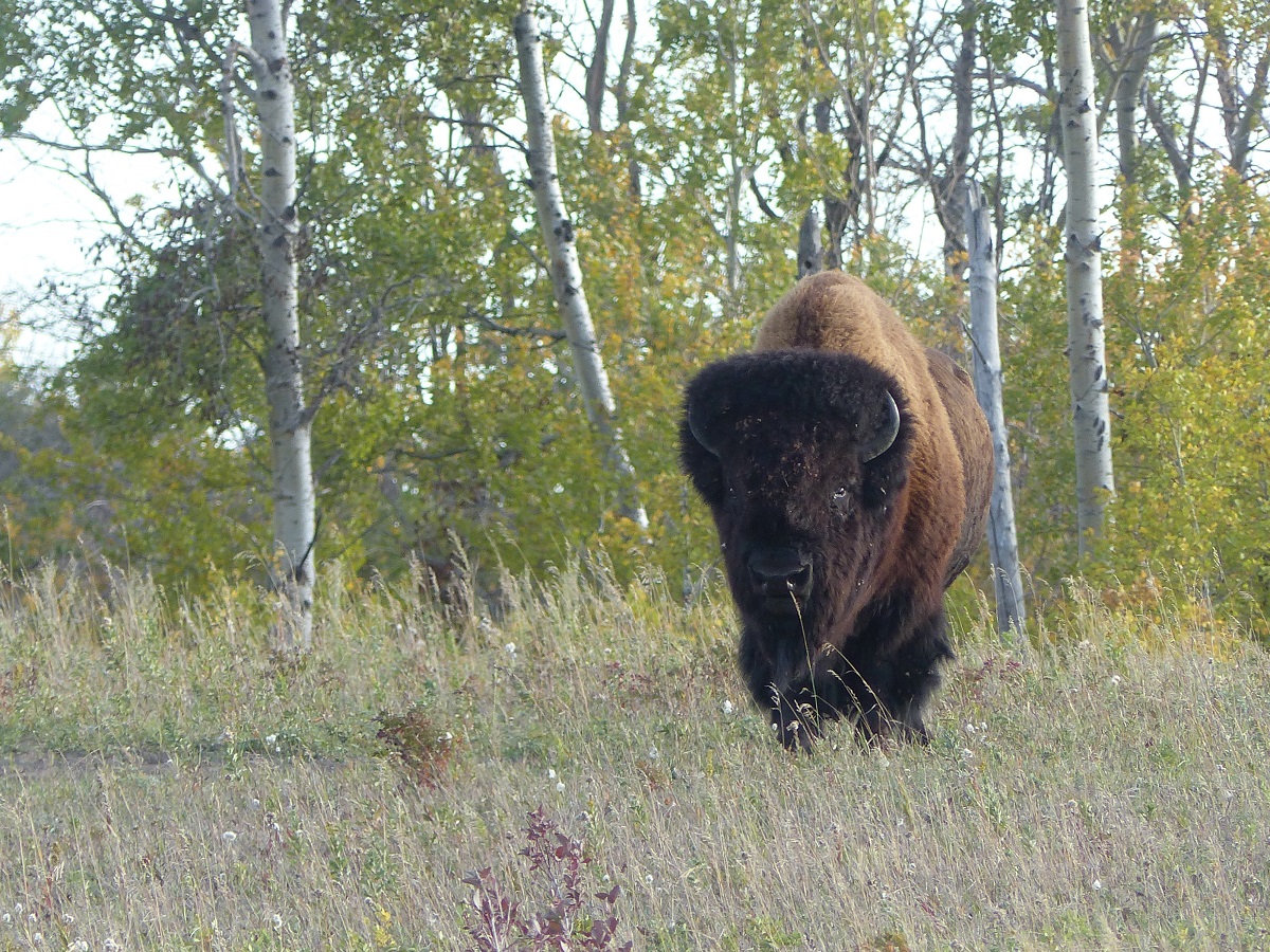 Bring Back the Buffalo - Tearfund Canada Reconciliation Project