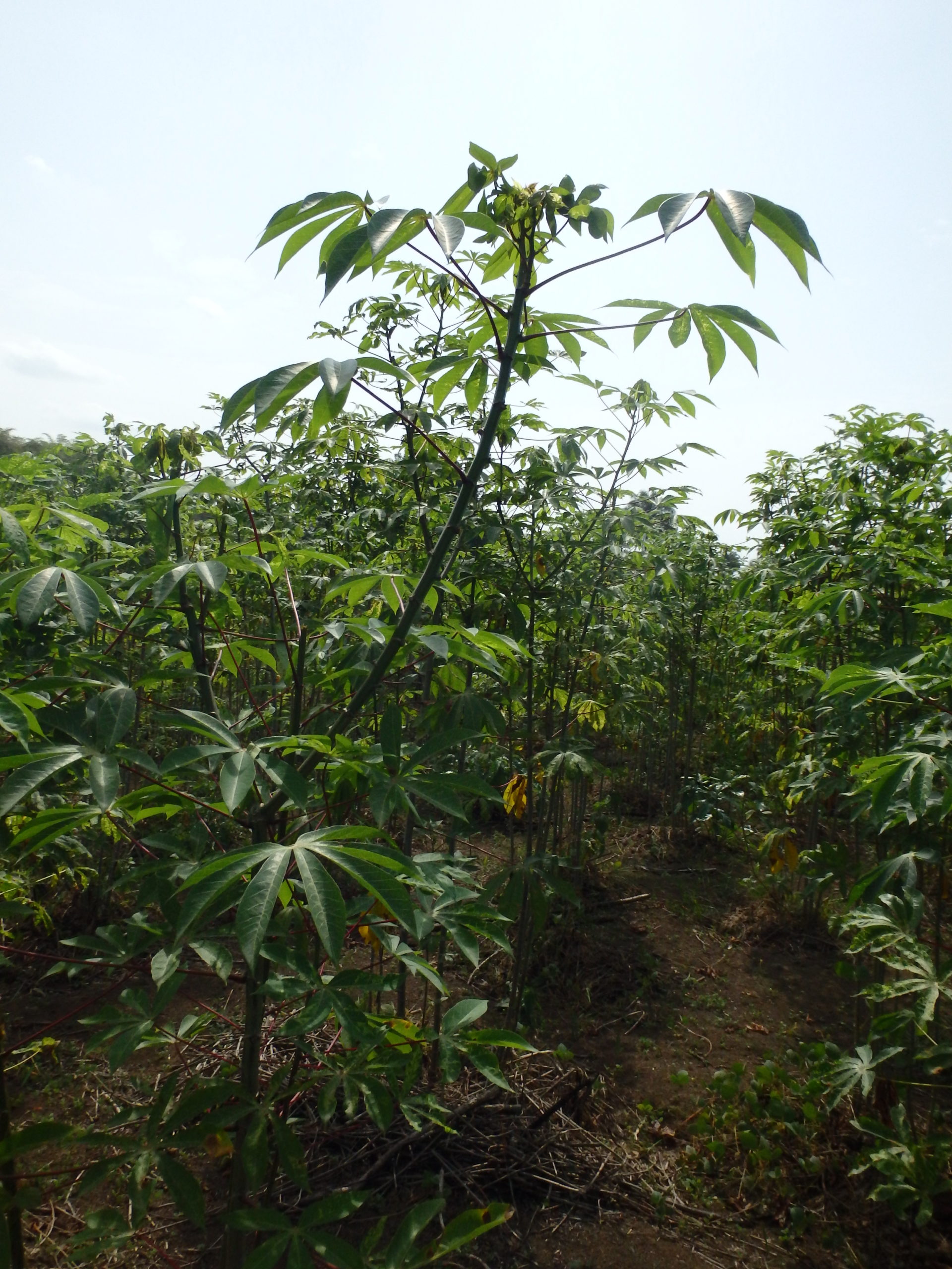 Sticking to His Roots - Arjun Bidika's Powerful Story!