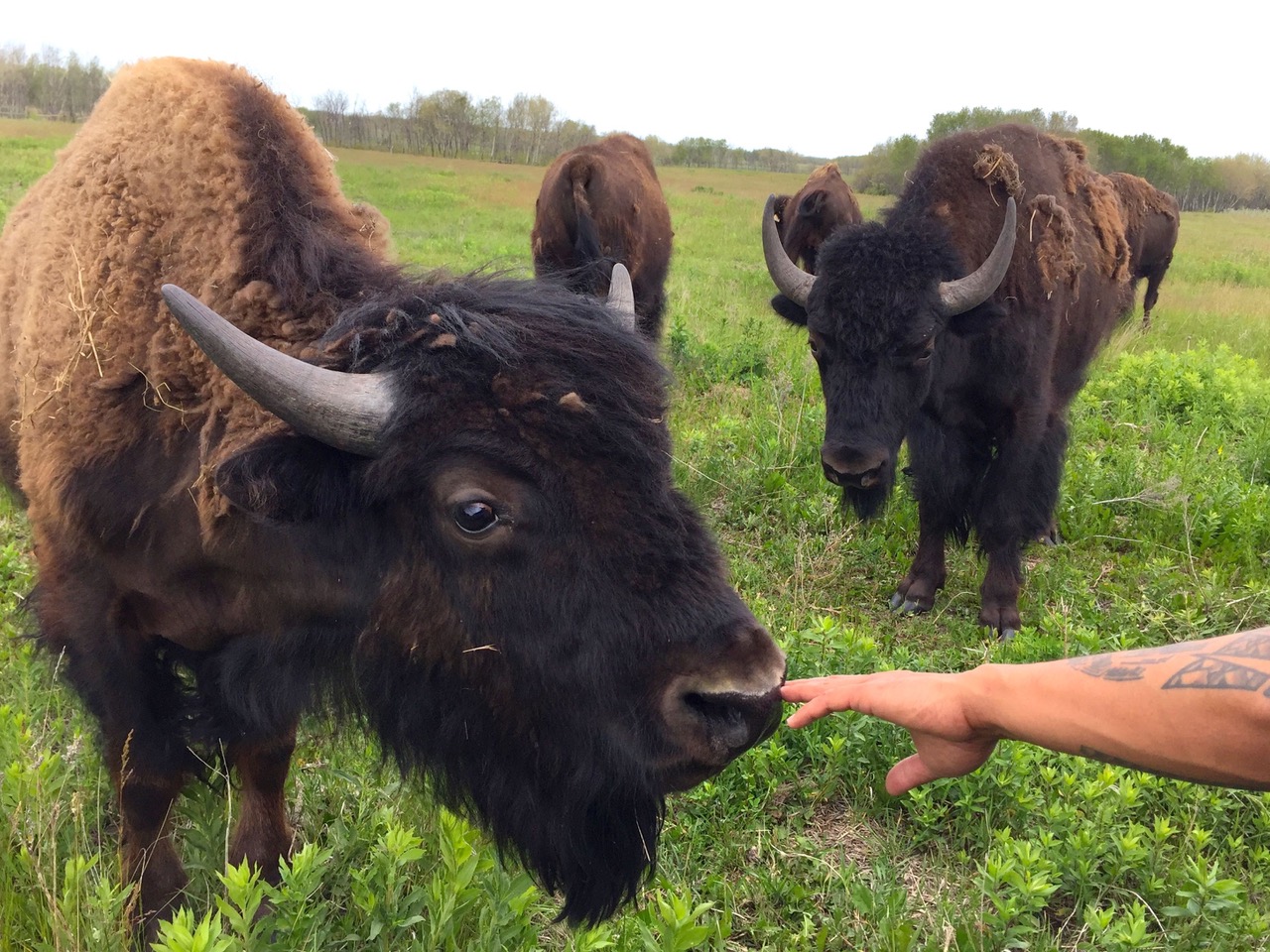 Bring Back the Buffalo - Tearfund Canada Reconciliation Project
